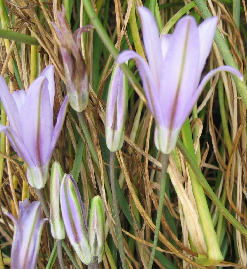 Brodiaea californica – Lavender Form – Telos Rare Bulbs