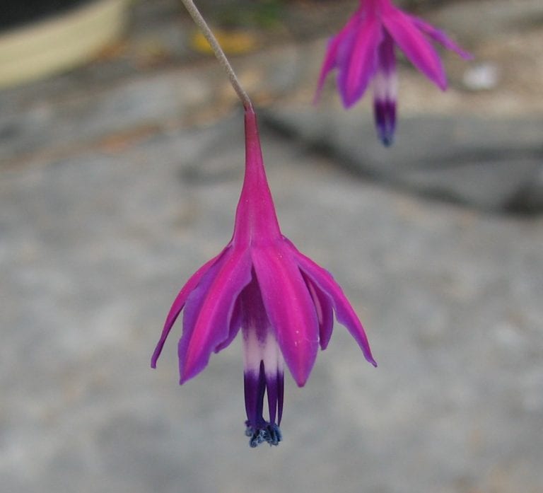 Bessera elegans – Purple Form – Telos Rare Bulbs