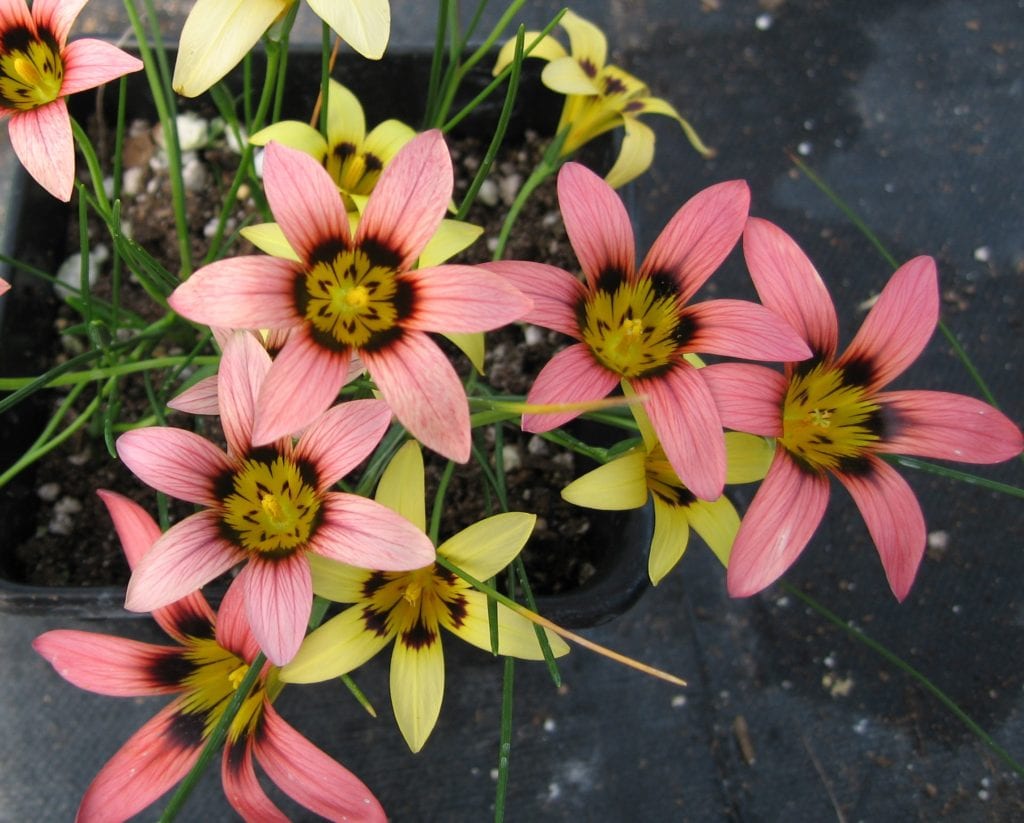 Romulea biflora – Telos Rare Bulbs