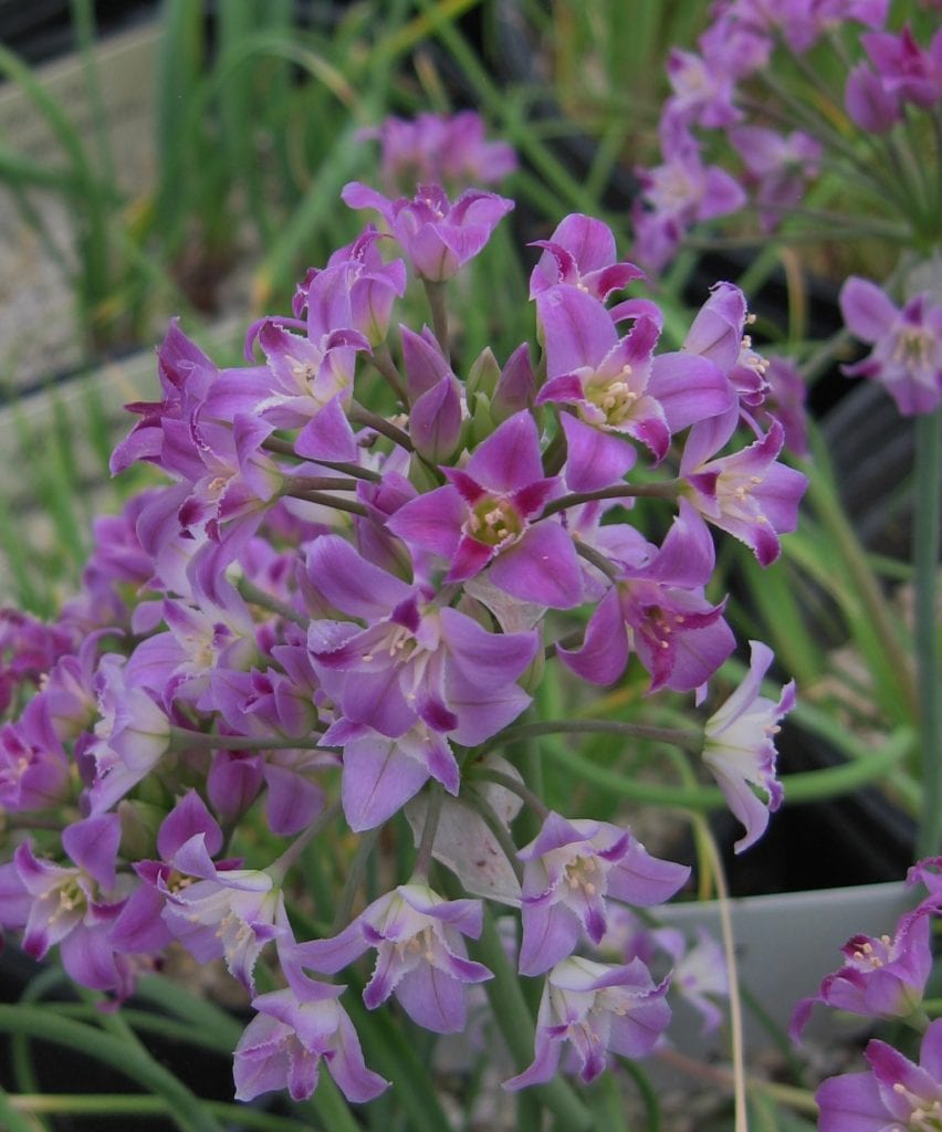 Allium crispum – Telos Rare Bulbs