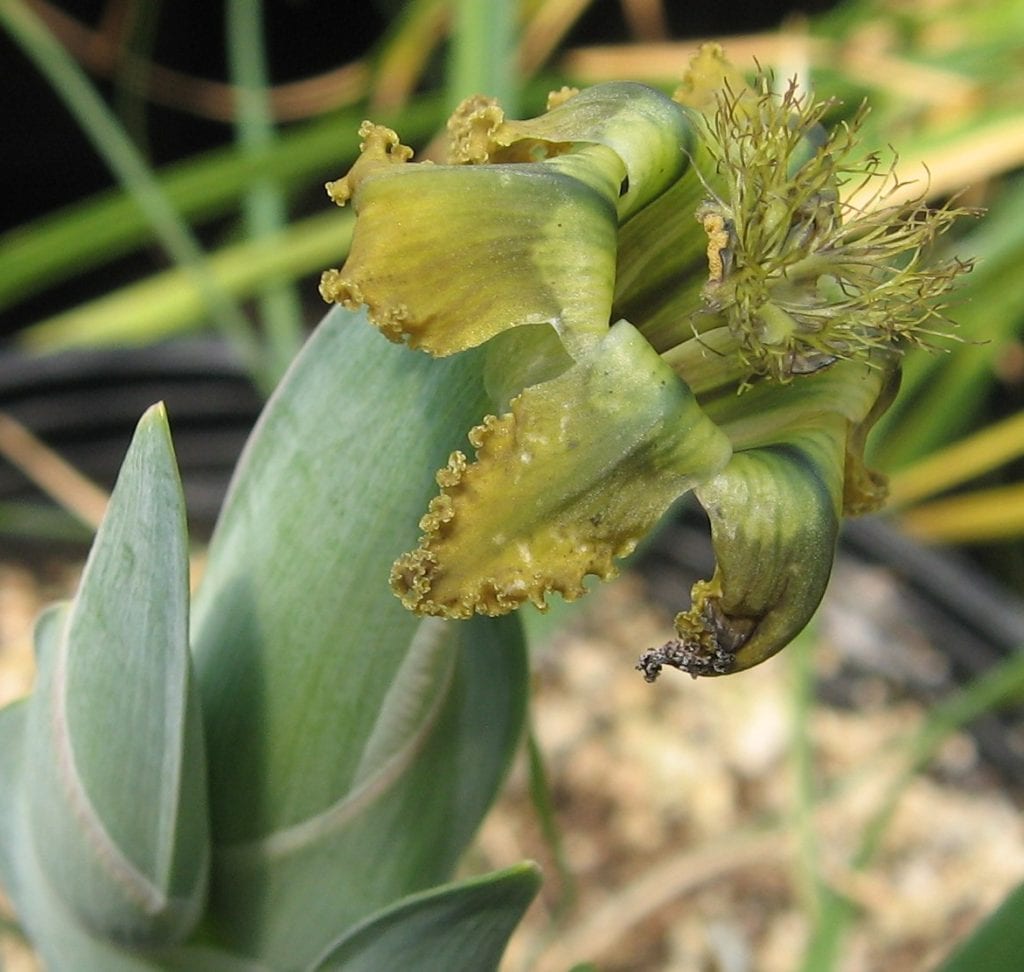 Ferraria divaricata v. divaricata – Telos Rare Bulbs