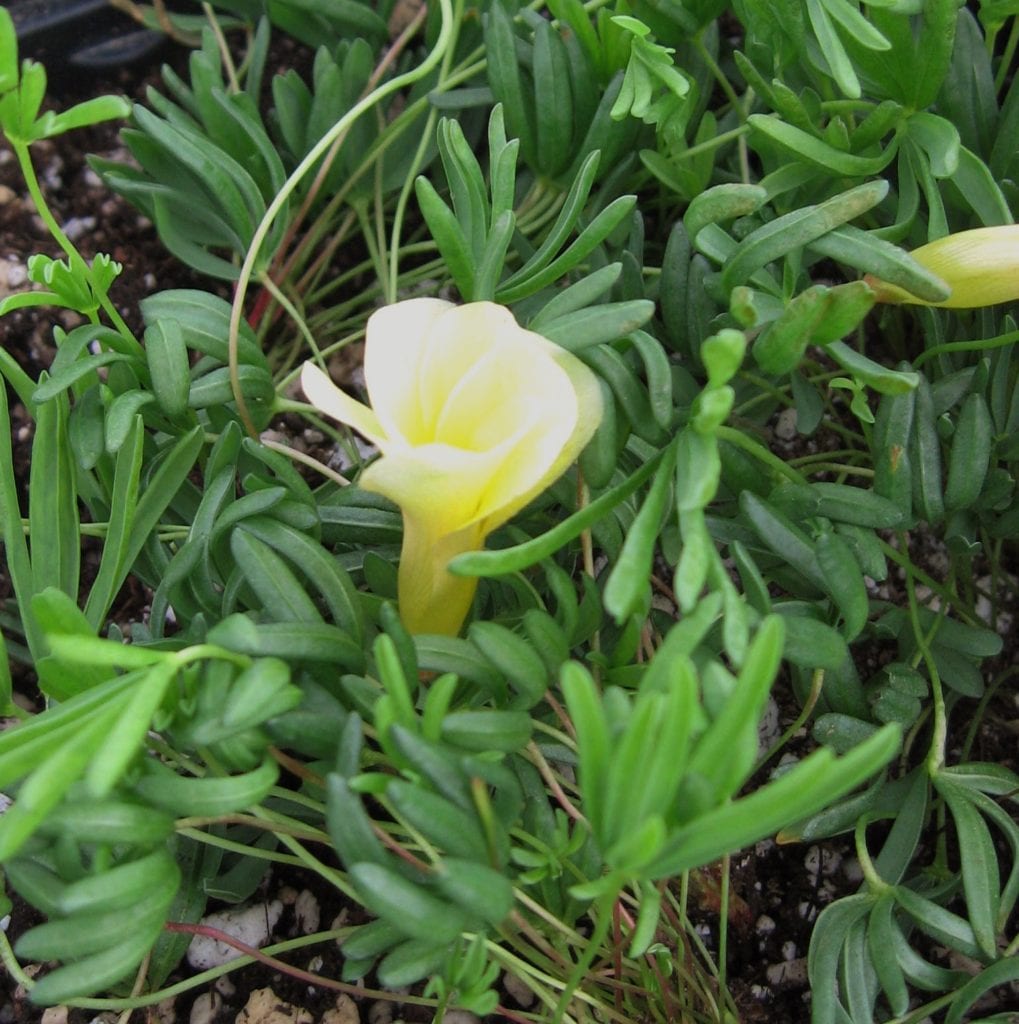 South Africa – Page 15 – Telos Rare Bulbs