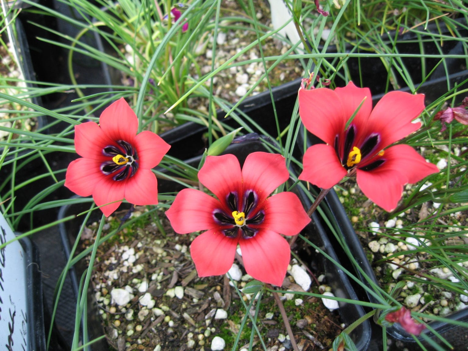 Romulea monadelpha – Telos Rare Bulbs