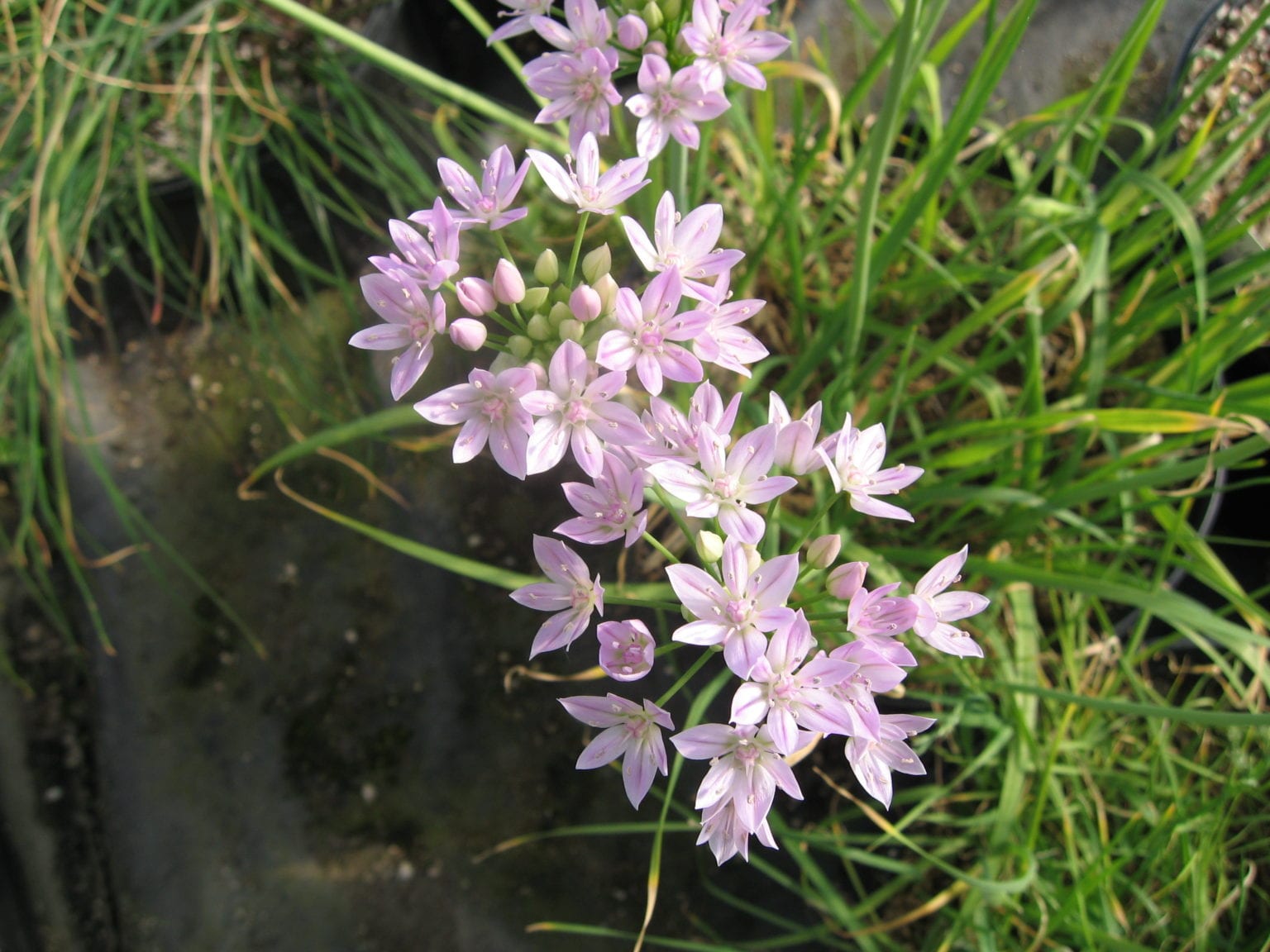 Allium unifolium – Telos Rare Bulbs