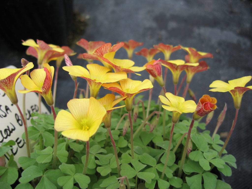 Oxalis obtusa Sunset – Telos Rare Bulbs