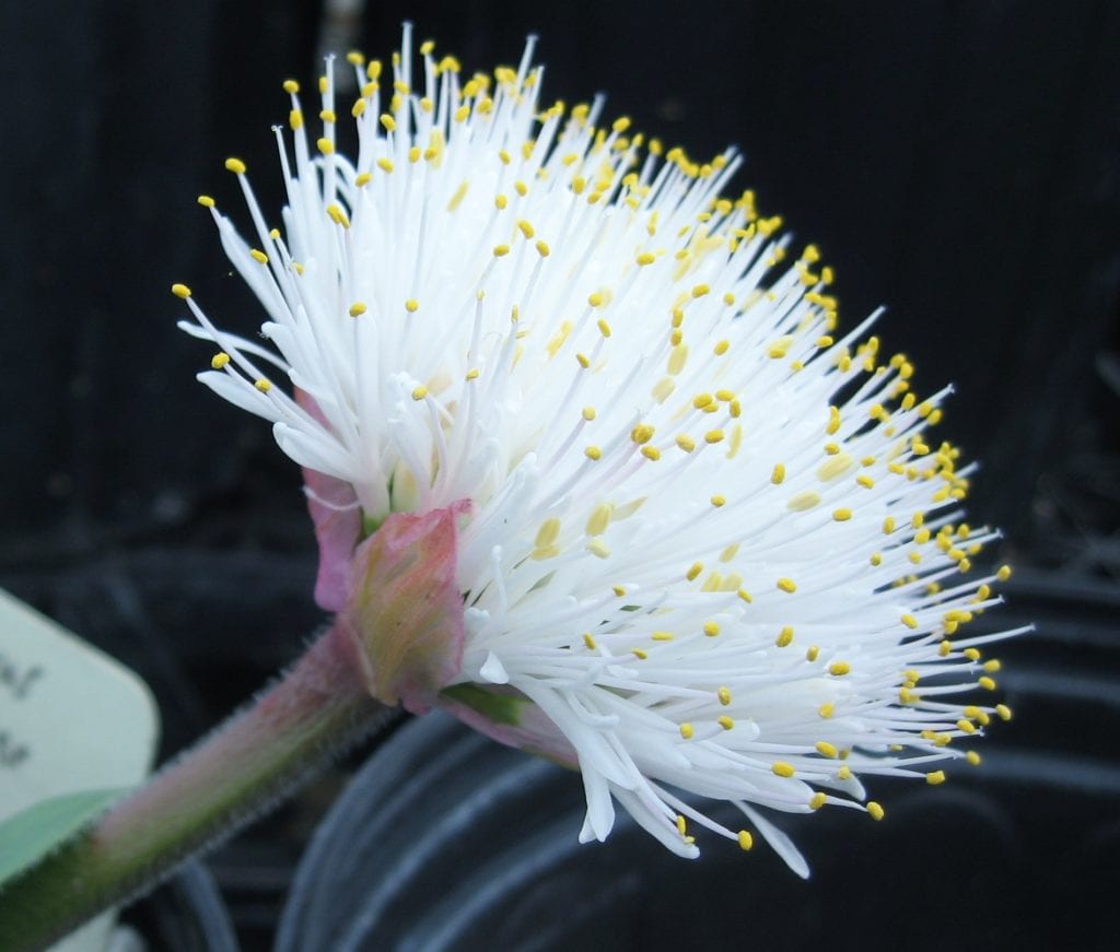 Haemanthus humilis ssp. hirsutus – Telos Rare Bulbs