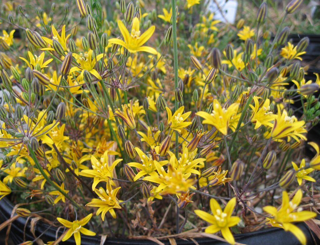 Bloomeria crocea – Telos Rare Bulbs