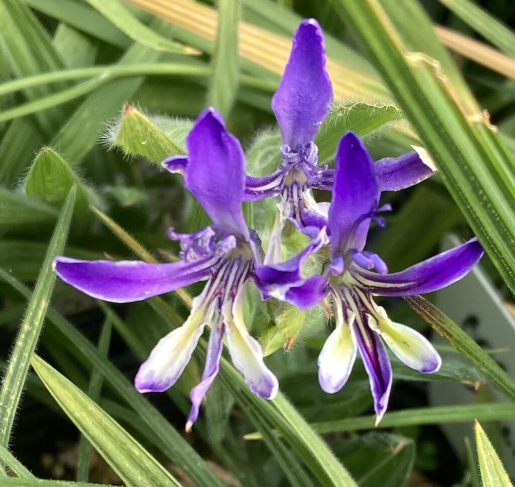 Babiana mucronata – Telos Rare Bulbs