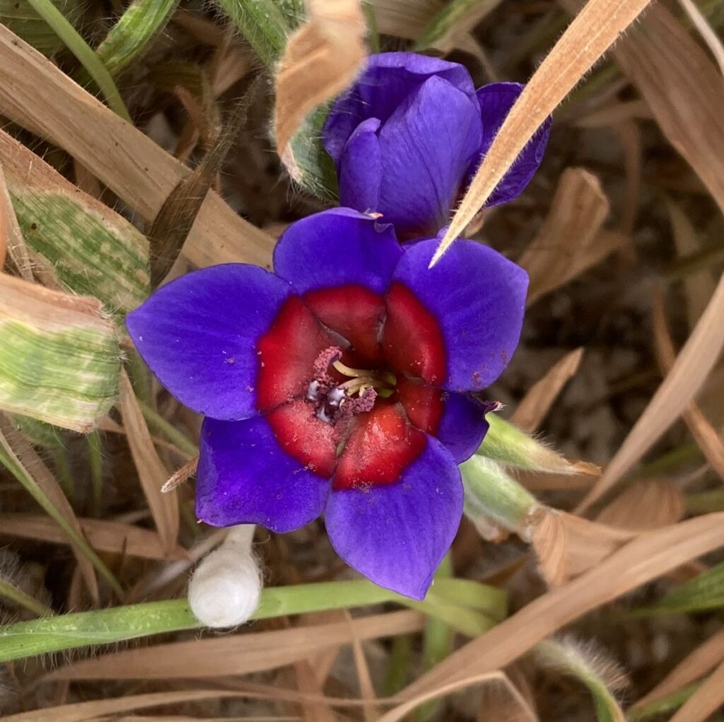 Babiana – Telos Rare Bulbs