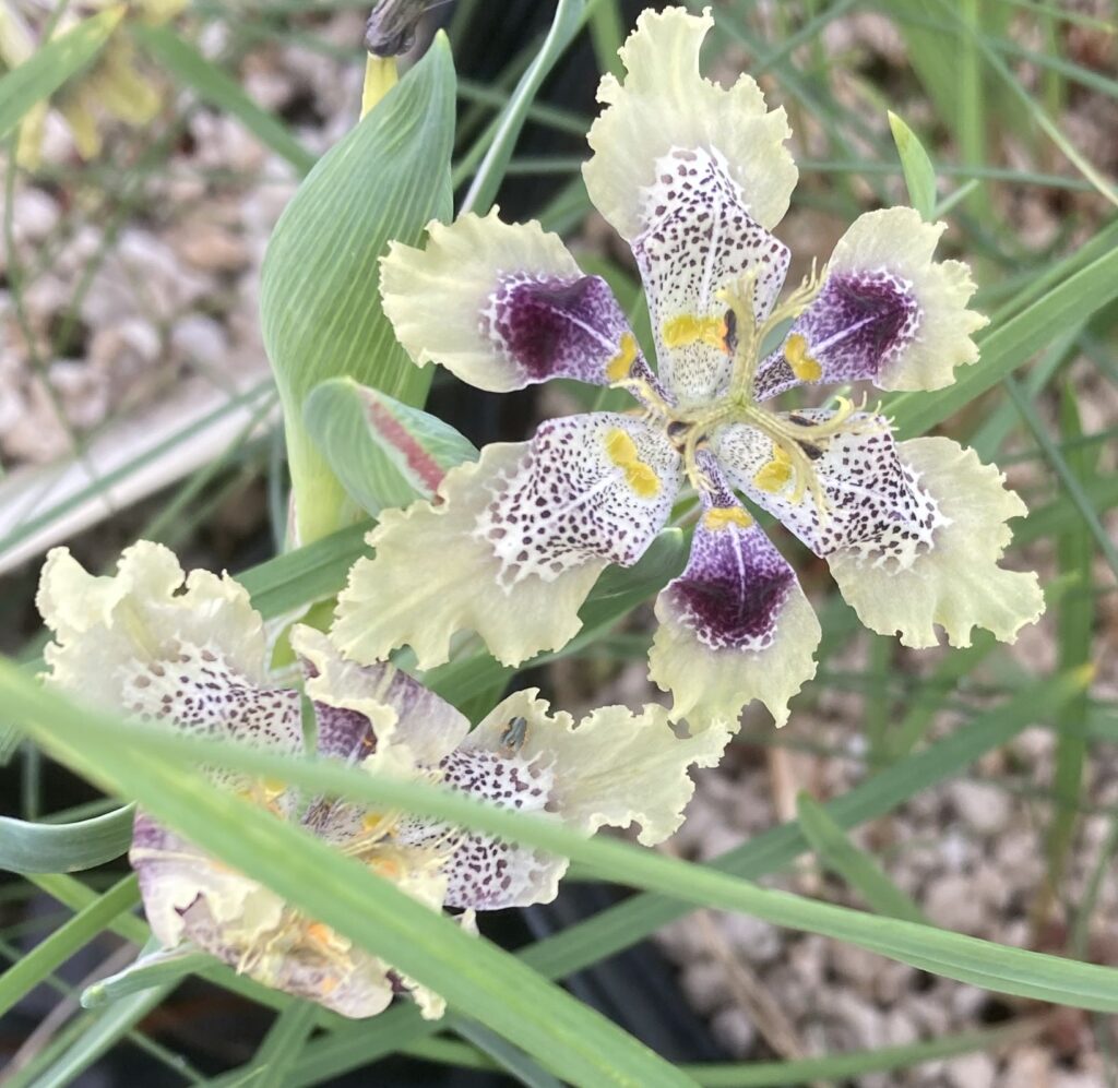 Ferraria densepunctulata – Telos Rare Bulbs